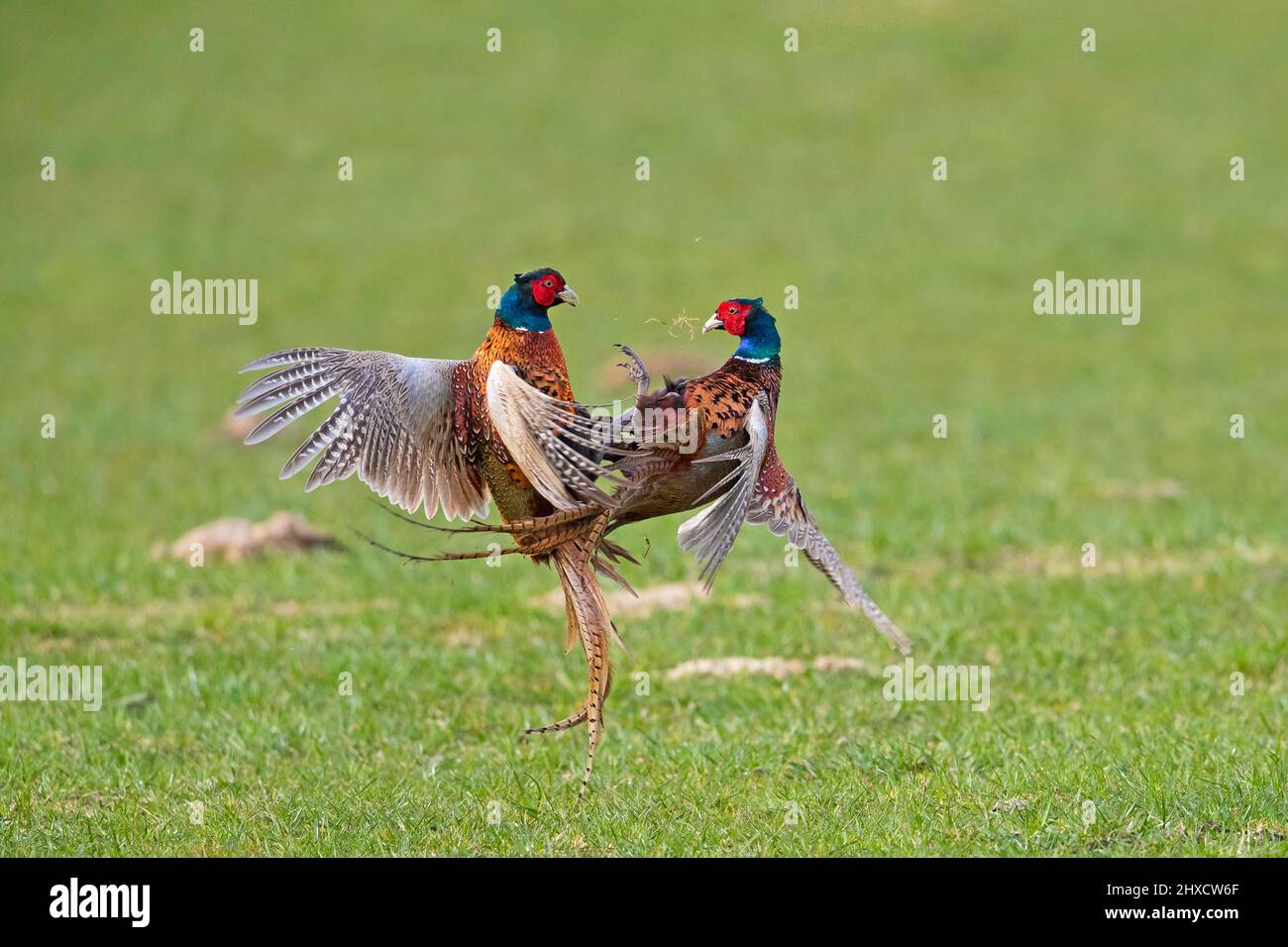 Common pheasant / Ring-necked pheasants (Phasianus colchicus) two ...