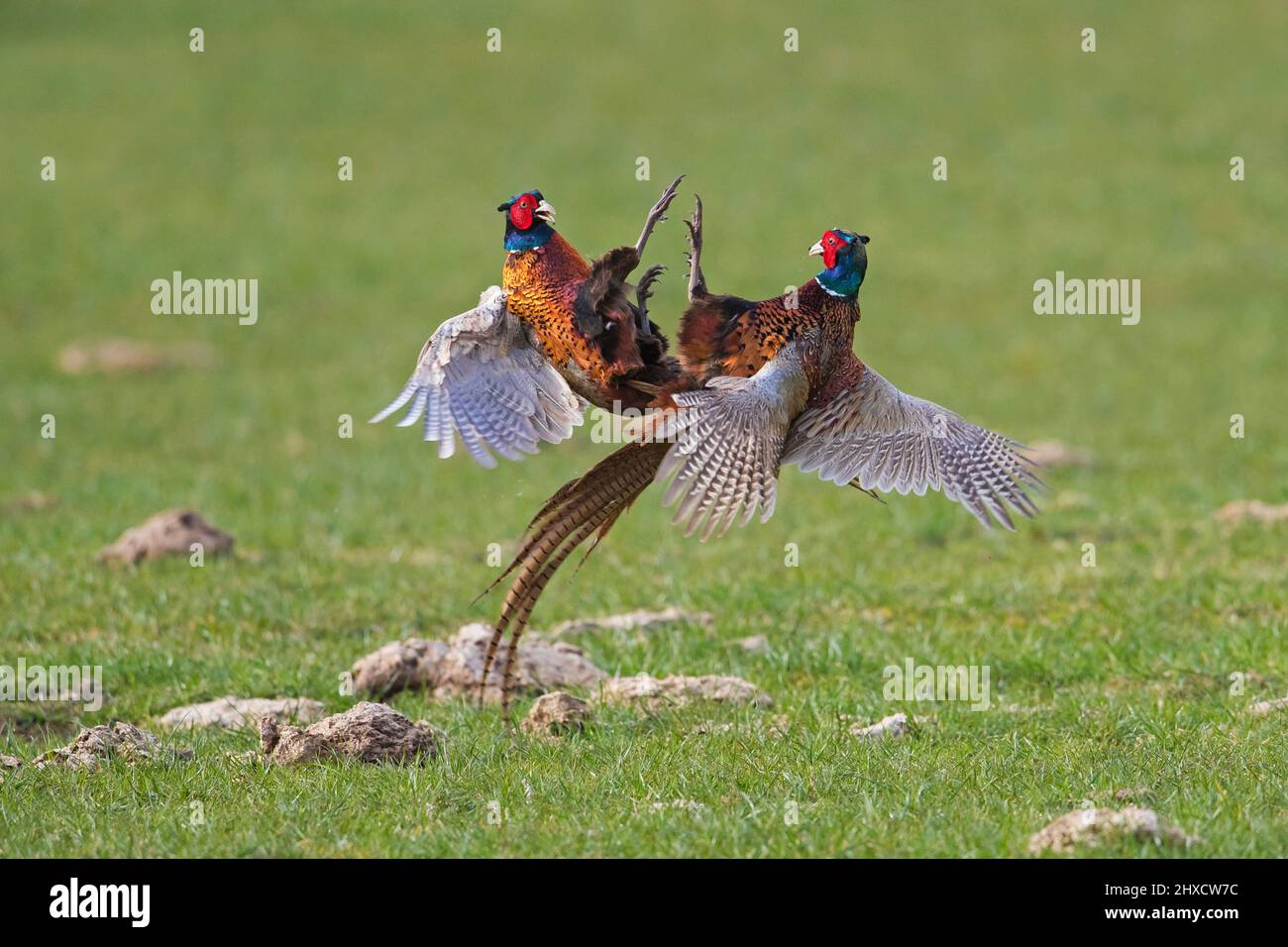 Common pheasant / Ring-necked pheasants (Phasianus colchicus) two territorial cocks / males ...