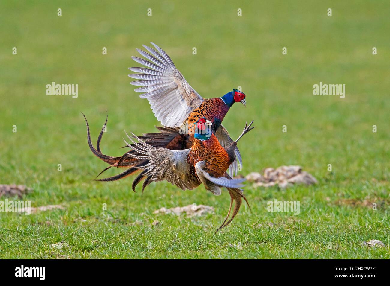 Common pheasant / Ring-necked pheasants (Phasianus colchicus) two territorial cocks / males ...