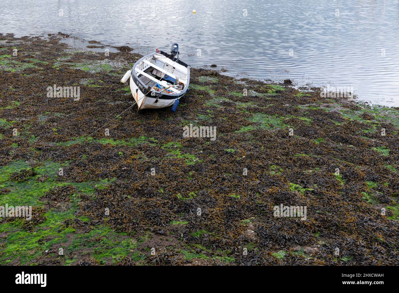 fisherboat lying on side surrounded by algae, concarneau, Bretange ...