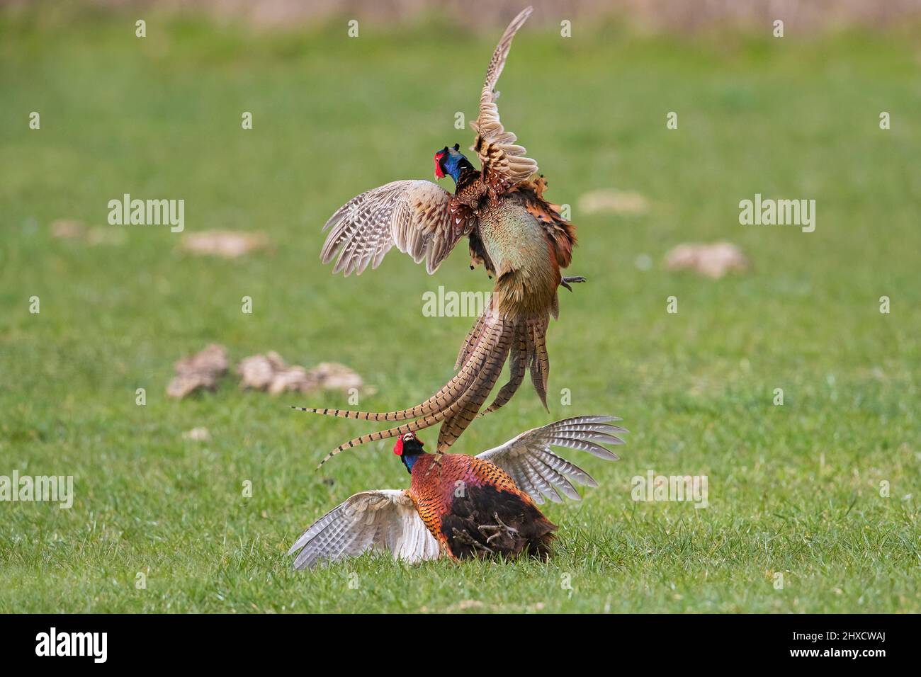 Common pheasant / Ring-necked pheasants (Phasianus colchicus) two ...