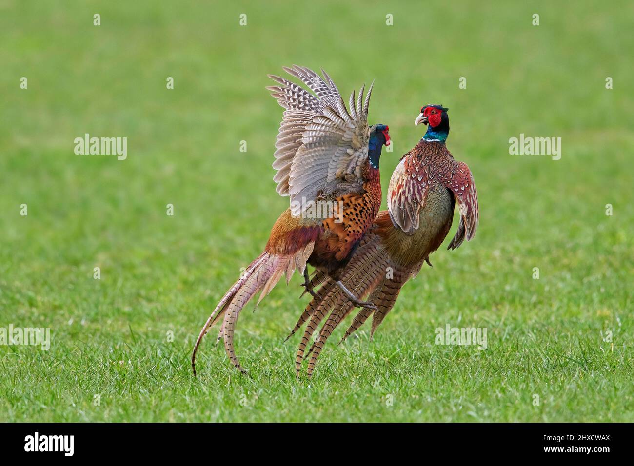 Common pheasant / Ring-necked pheasants (Phasianus colchicus) two territorial cocks / males ...