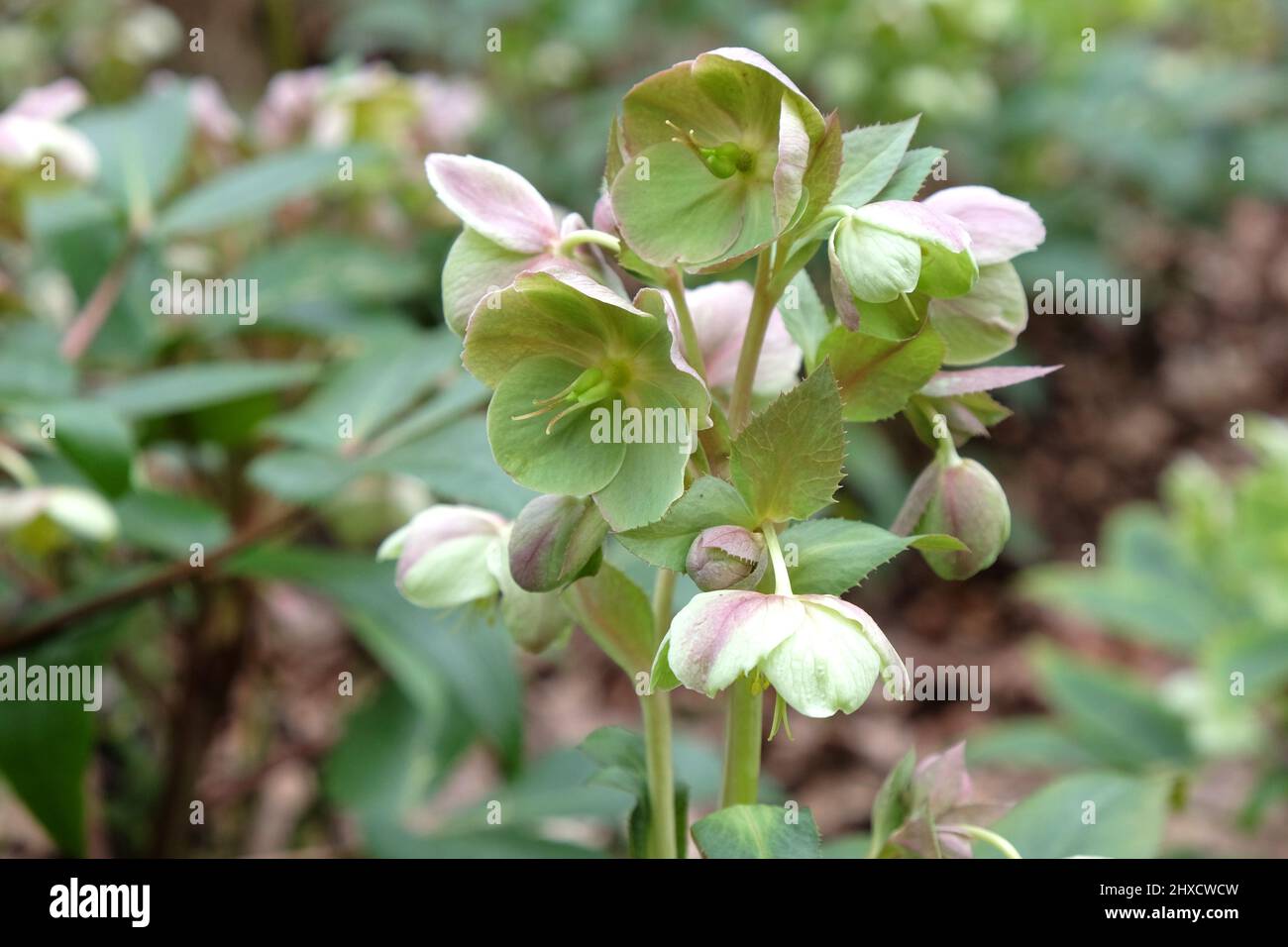 Sterns hybrid hellebore hi-res stock photography and images - Alamy