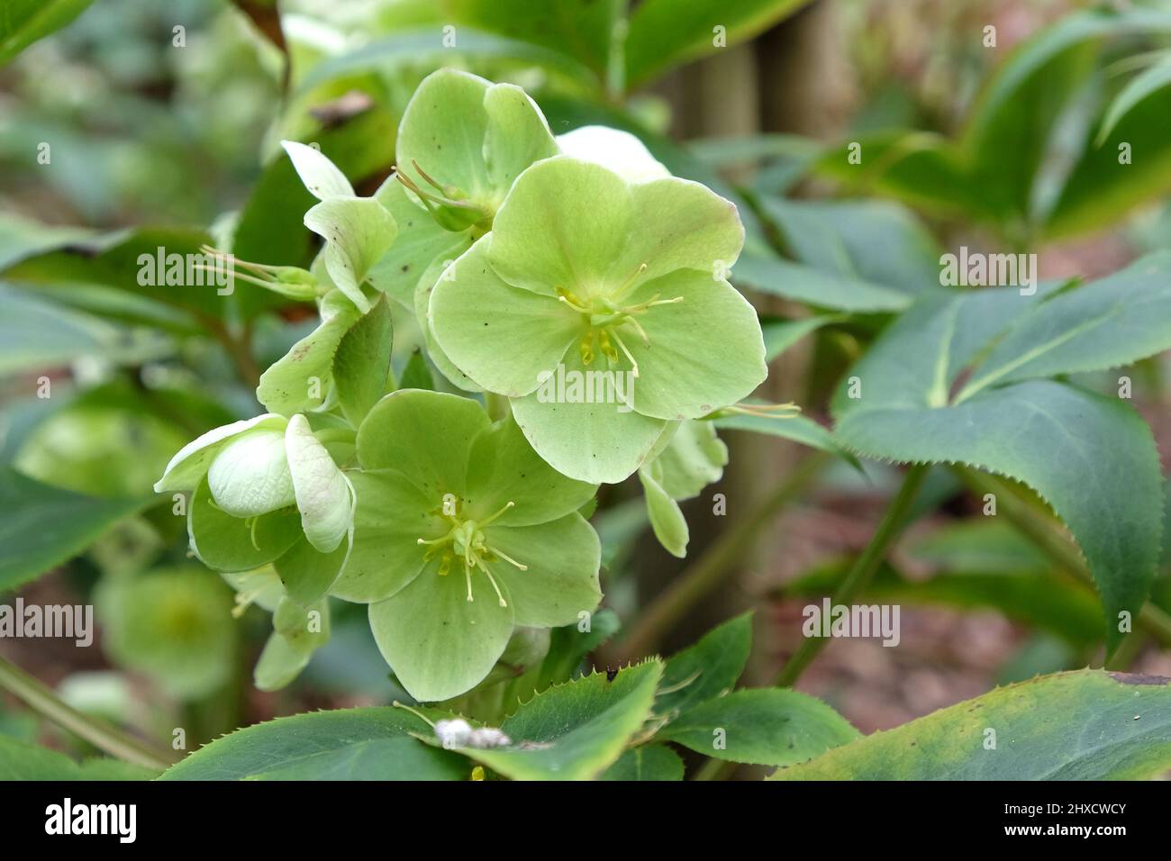 Sterns hybrid hellebore hi-res stock photography and images - Alamy