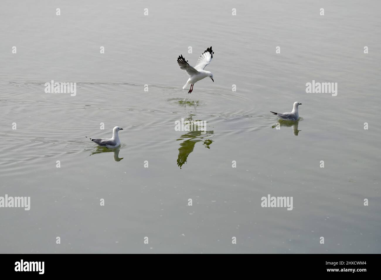 Hartlaubs gulls chroicocephalus hartlaubii hi-res stock photography and ...