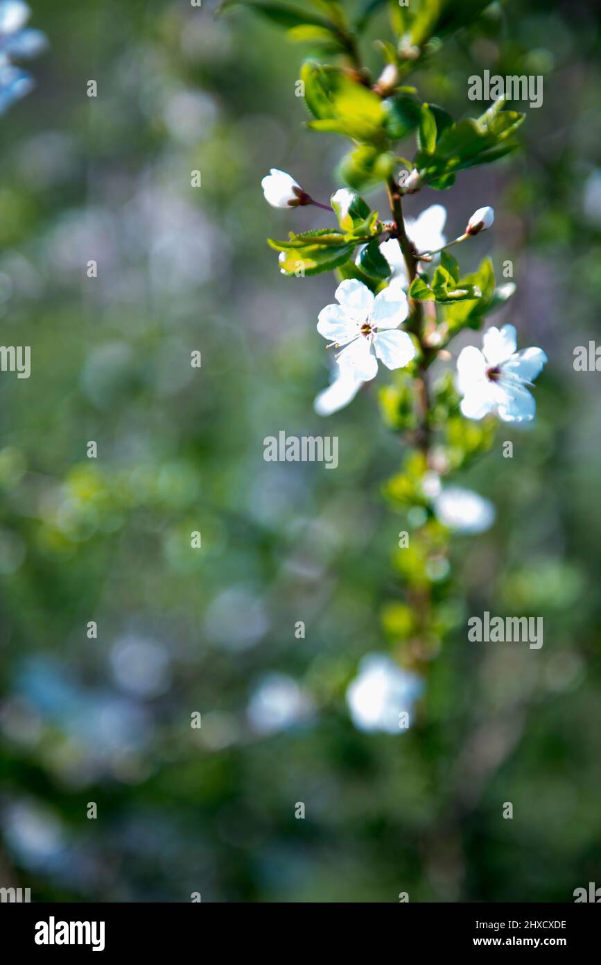 Plum branch hi-res stock photography and images - Alamy