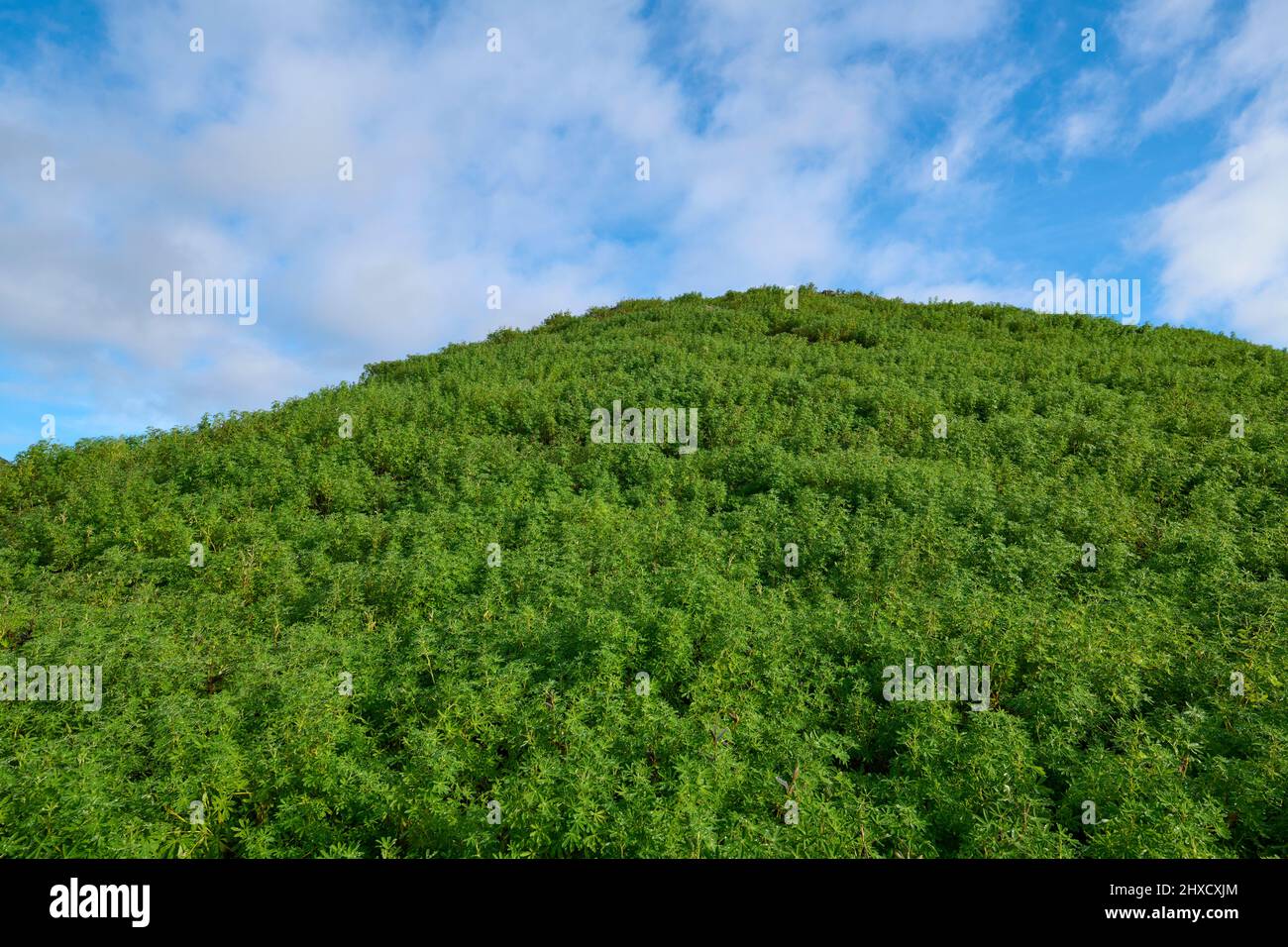 Faded field hi-res stock photography and images - Alamy