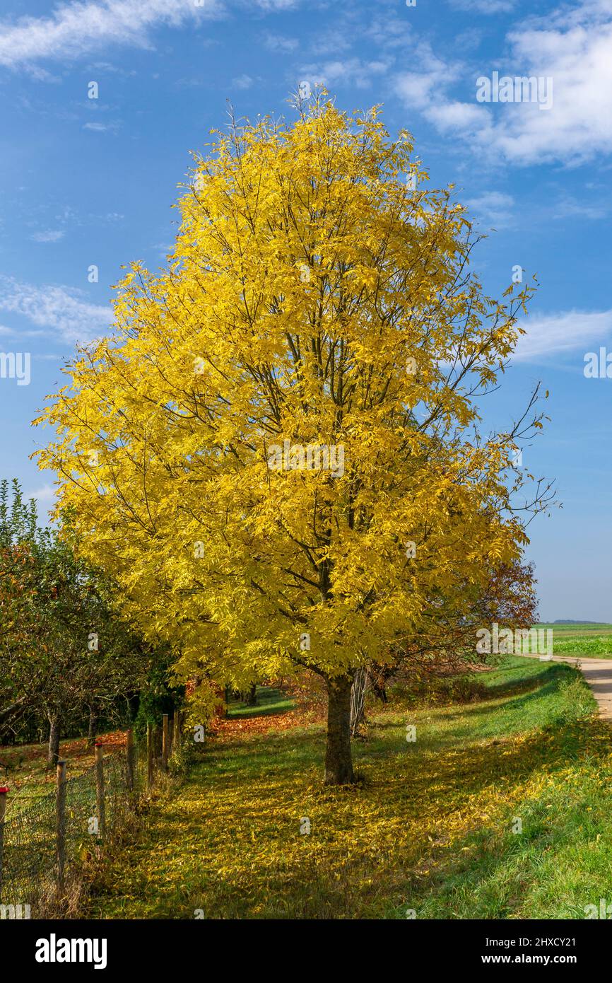 Common ash tree with autumn leaves Stock Photo - Alamy