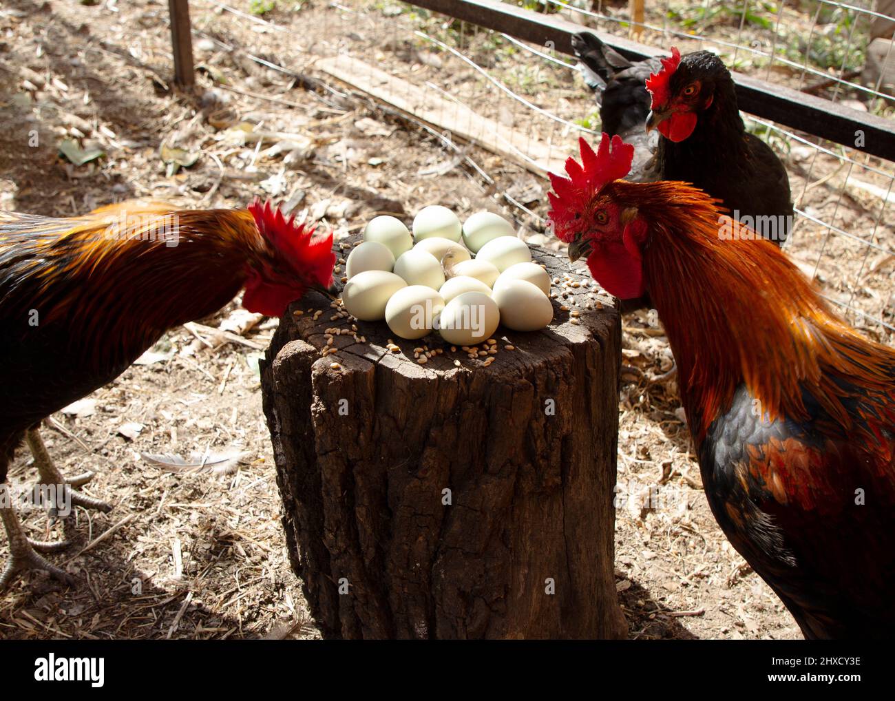 A rooster and a hen stand near a nest with chicken eggs. Free range ...