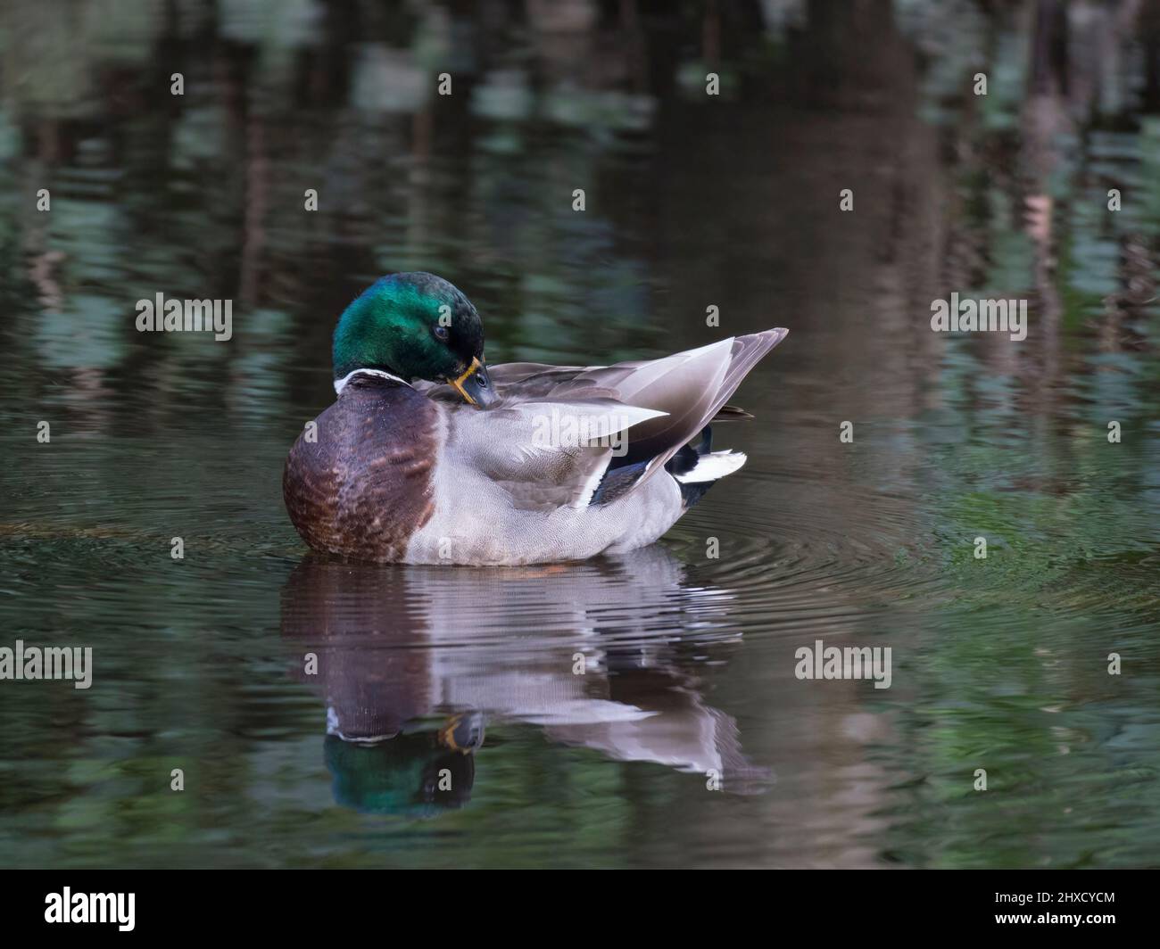 Preening duck hi-res stock photography and images - Alamy
