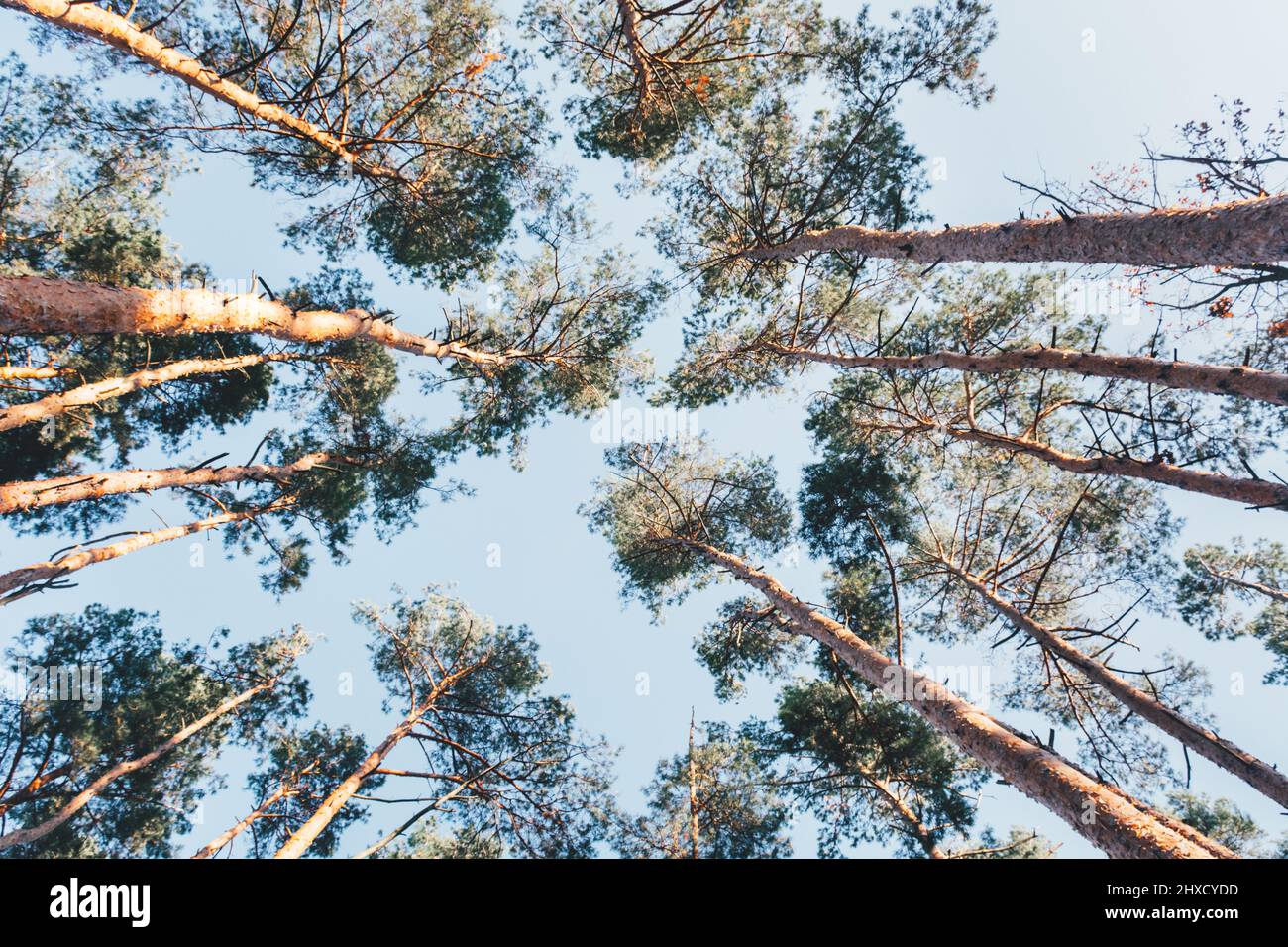 Forest bottom view hi-res stock photography and images - Alamy