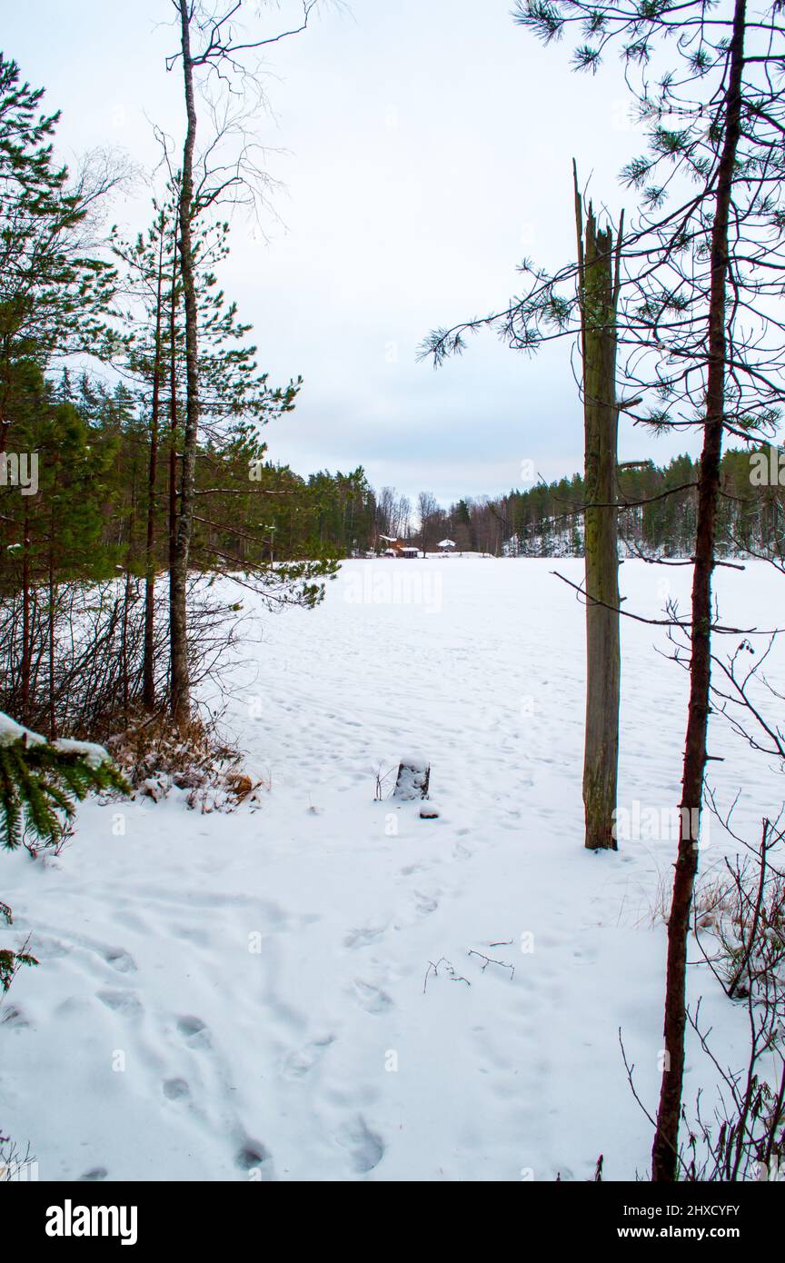 Frozen lake surrounded by evergreen trees in winter time in the forest ...