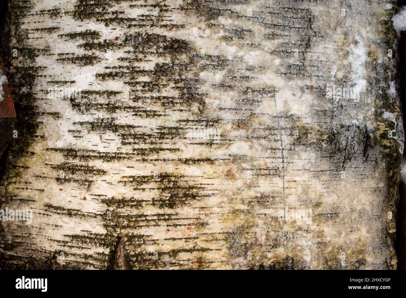 Vintage tree bark texture hi-res stock photography and images - Alamy