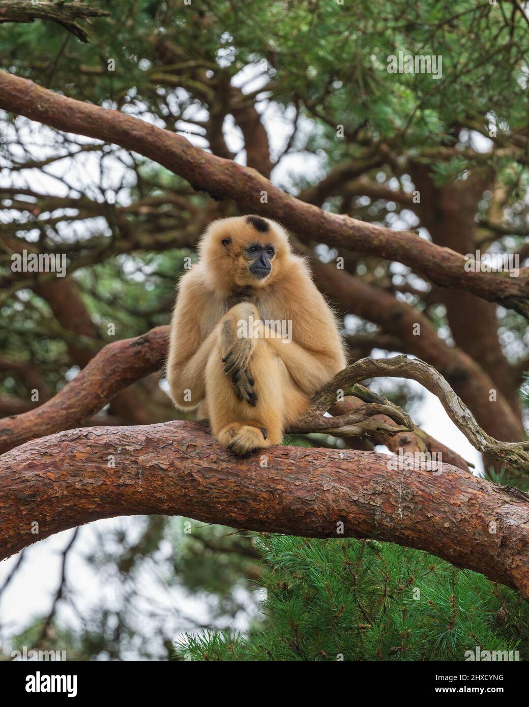 At monkey world in dorset hi-res stock photography and images - Alamy