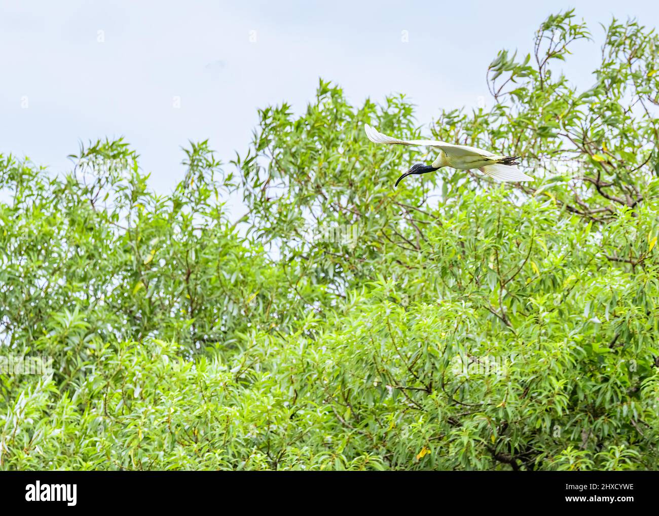Northern bald headed ibis hi-res stock photography and images - Alamy