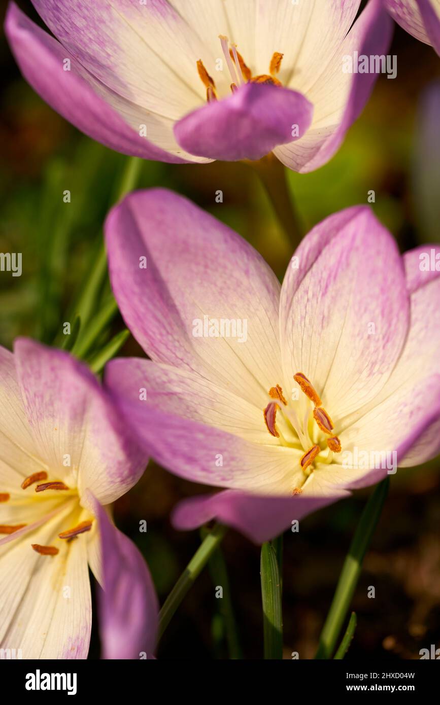 Poison crocus hi-res stock photography and images - Alamy