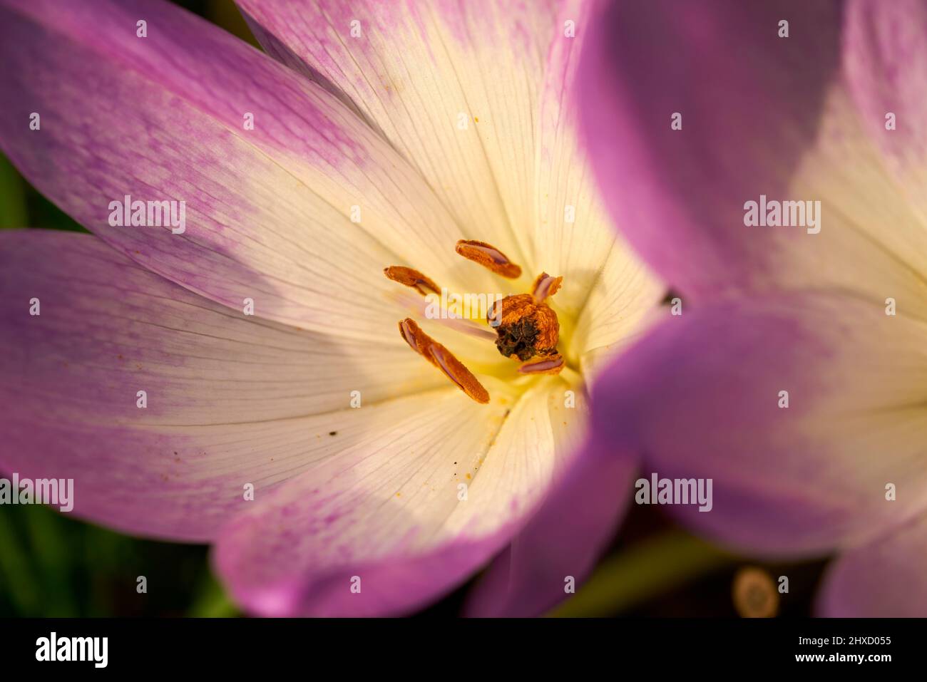 Autumn crocus, autumn crocus, Colchicum autumnale Stock Photo - Alamy