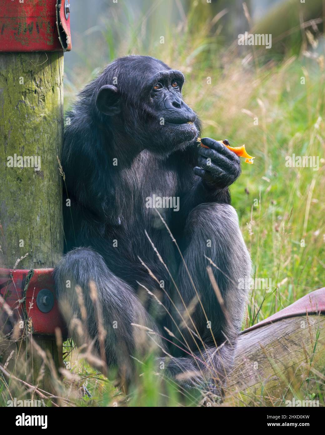 Common chimpanzee eating hi-res stock photography and images - Alamy
