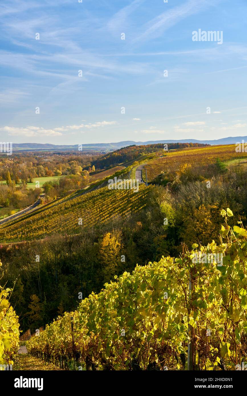 Landscape and vineyards at the Volkacher Mainschleife near Neuses am ...