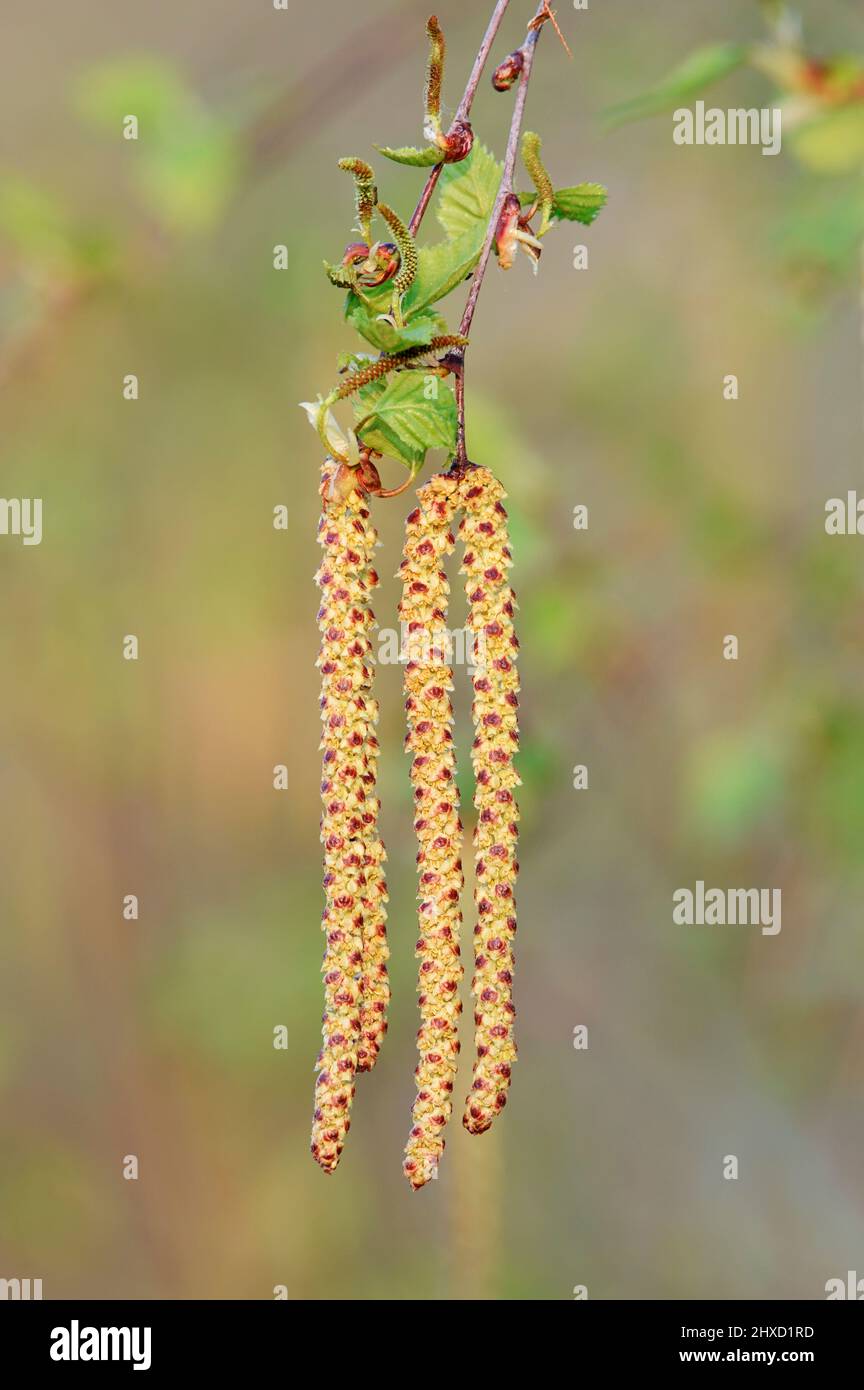 Hanging birch (Betula pendula), male flowers in spring, North Rhine ...