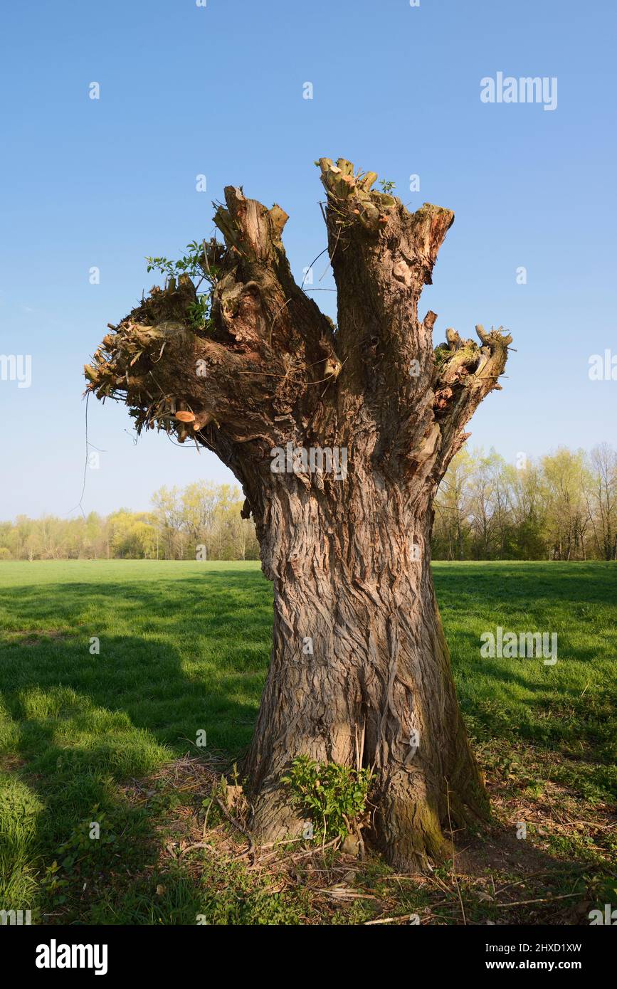 Silver willow salix alba hi-res stock photography and images - Alamy