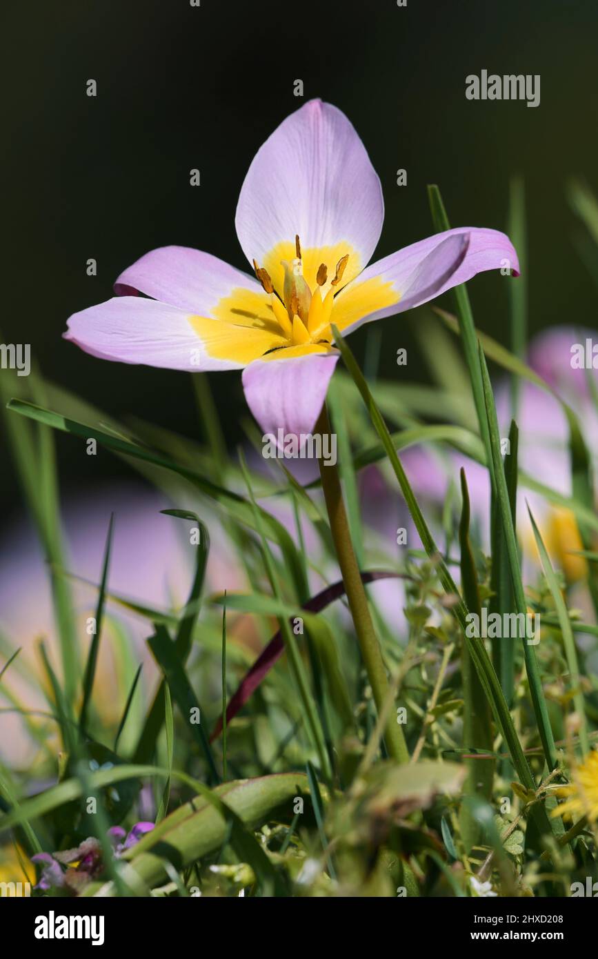 Rock tulip or Cretan tulip (Tulipa saxatilis), North Rhine-Westphalia ...