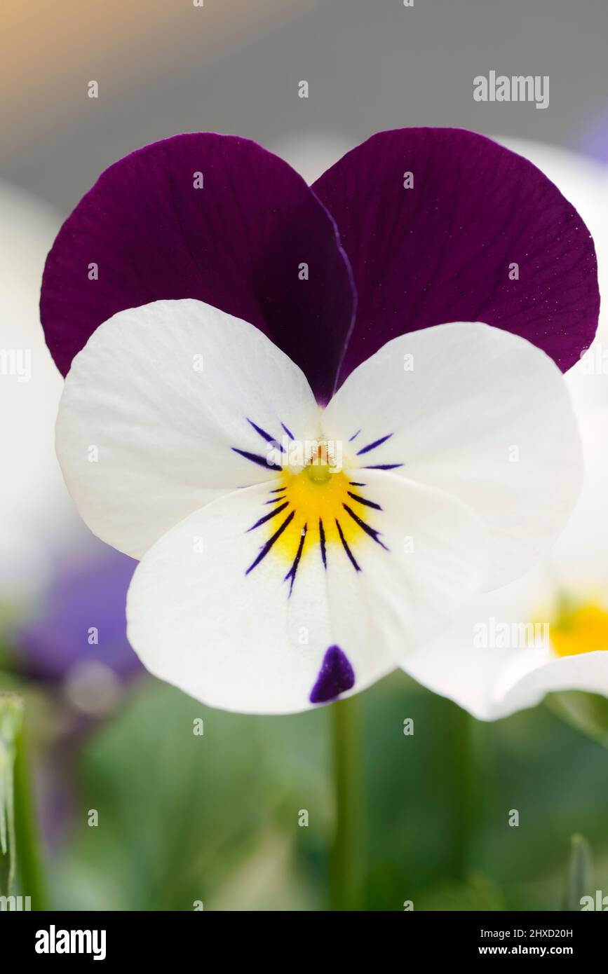 Viola cornuta horned violet hi-res stock photography and images - Alamy
