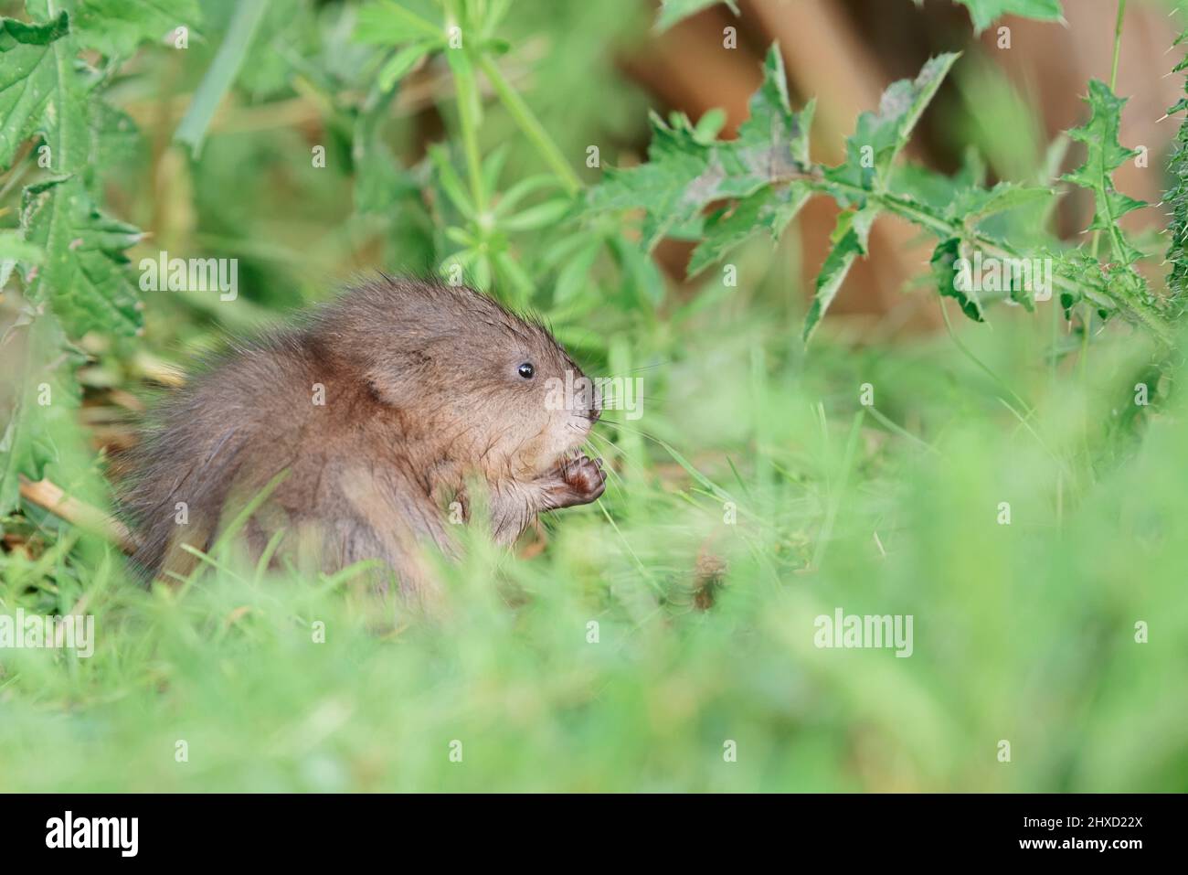 Baby muskrat hi-res stock photography and images - Alamy