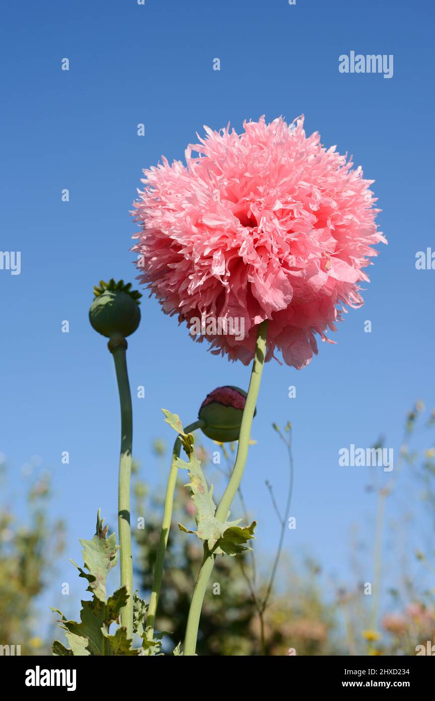 Double peony poppy papaver somniferum var paeoniflorum hi-res stock ...