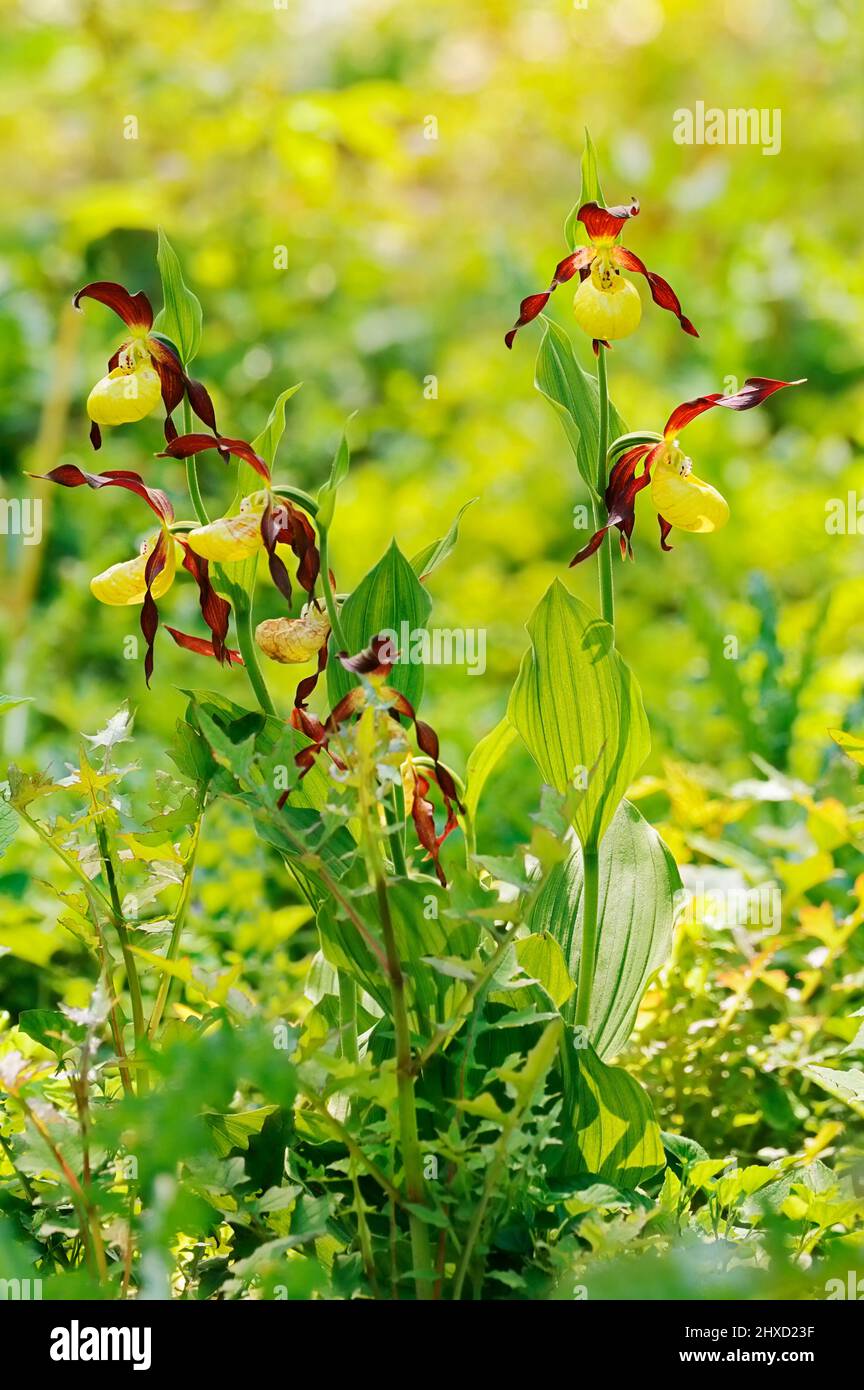 Yellow lady's slipper (Cypripedium calceolus), North Rhine-Westphalia ...