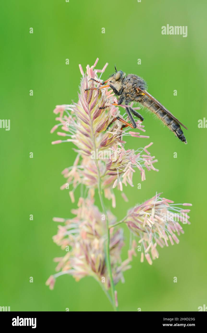 Alabaster fly (Pamponerus germanicus), female, North Rhine-Westphalia ...