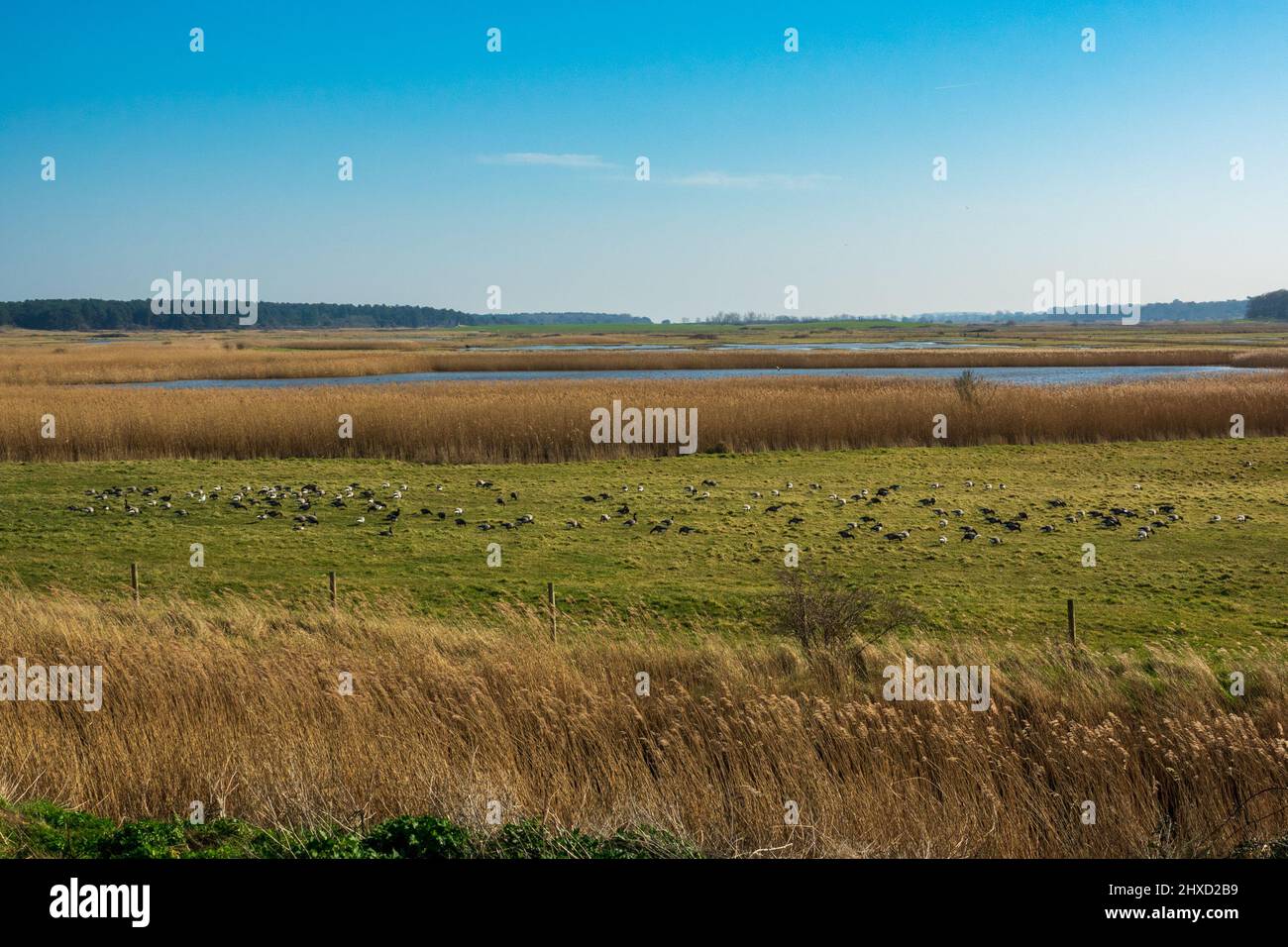 Wetland, Marshes, Holkham National Nature Reserve Stock Photo - Alamy