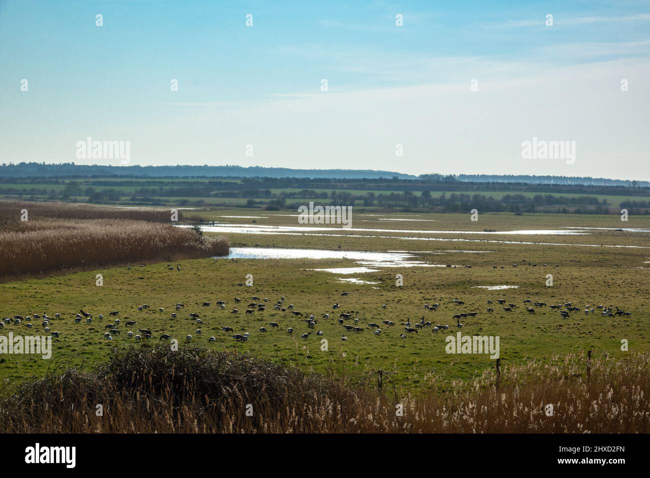Wetland, Marshes, Holkham National Nature Reserve Stock Photo - Alamy