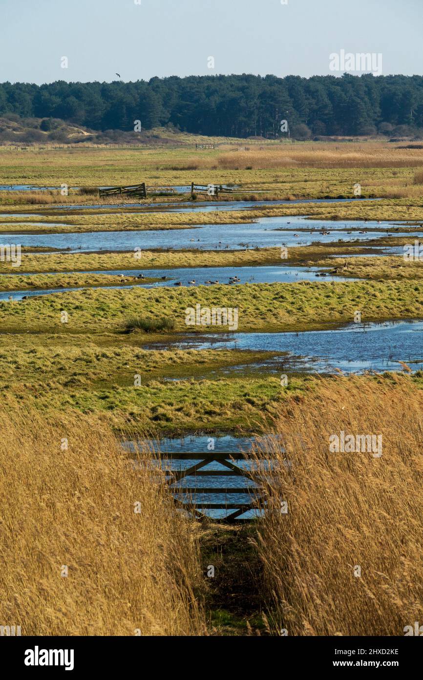 Wetland, Marshes, Holkham National Nature Reserve Stock Photo - Alamy