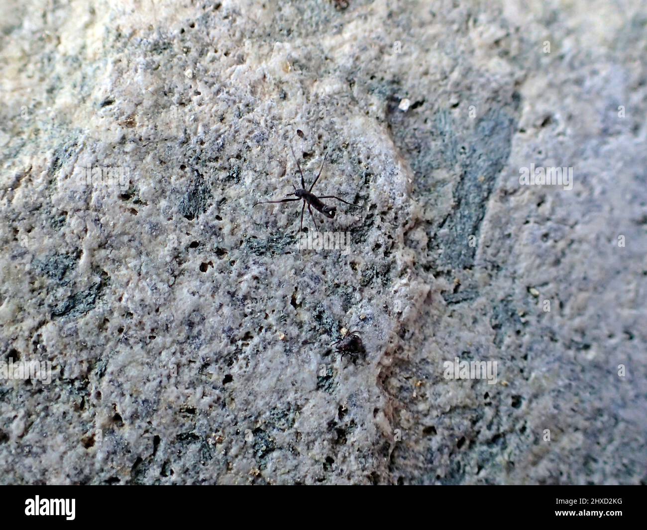 Wingless midge insect on rock on Cormorant Island, Arthur Harbor ...