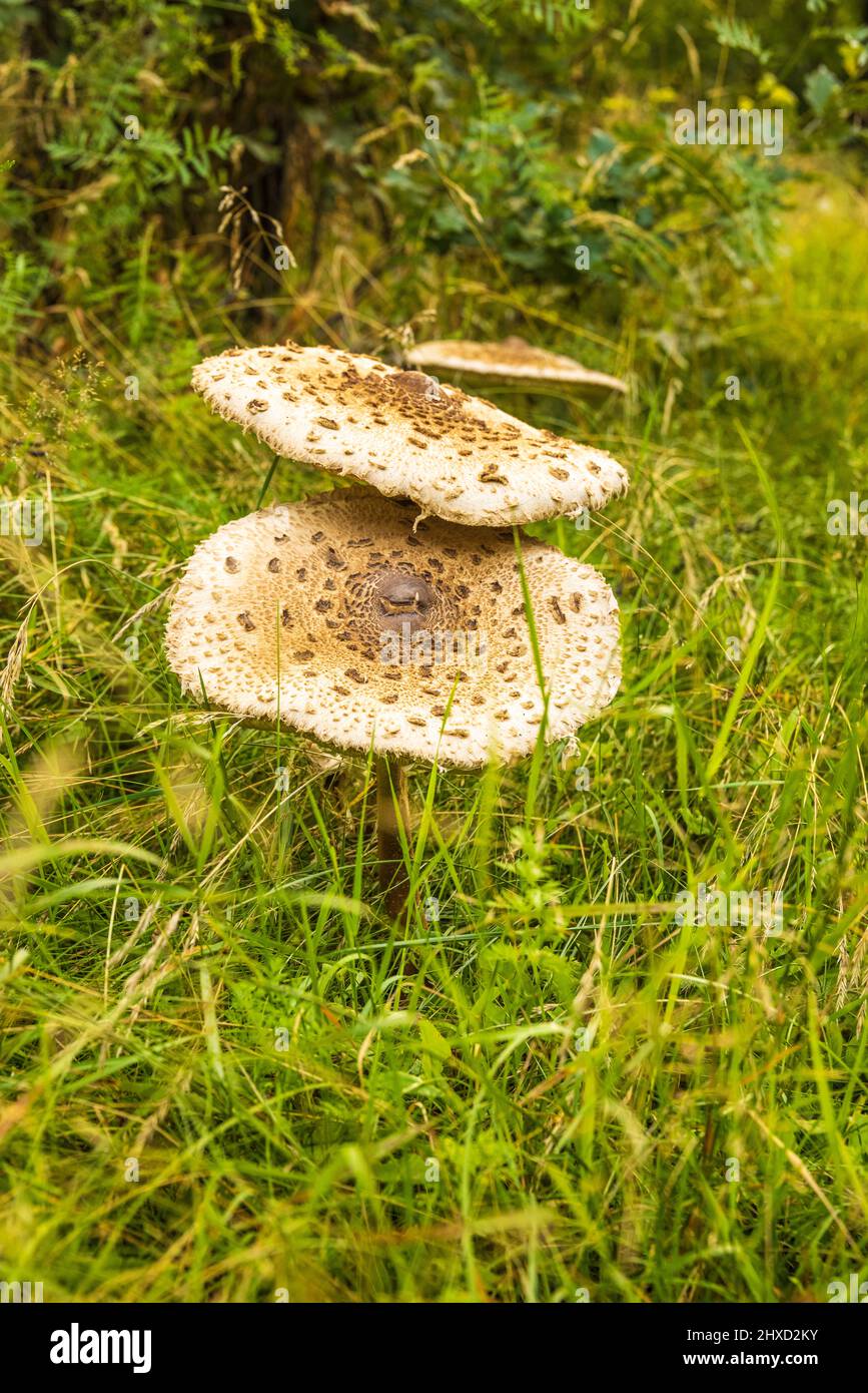 shaggy parasol mushroom, (Chlorophyllum rachodes Stock Photo - Alamy