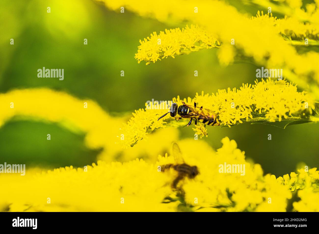 Goldenrod, also called Aaron's rod, insect Stock Photo - Alamy