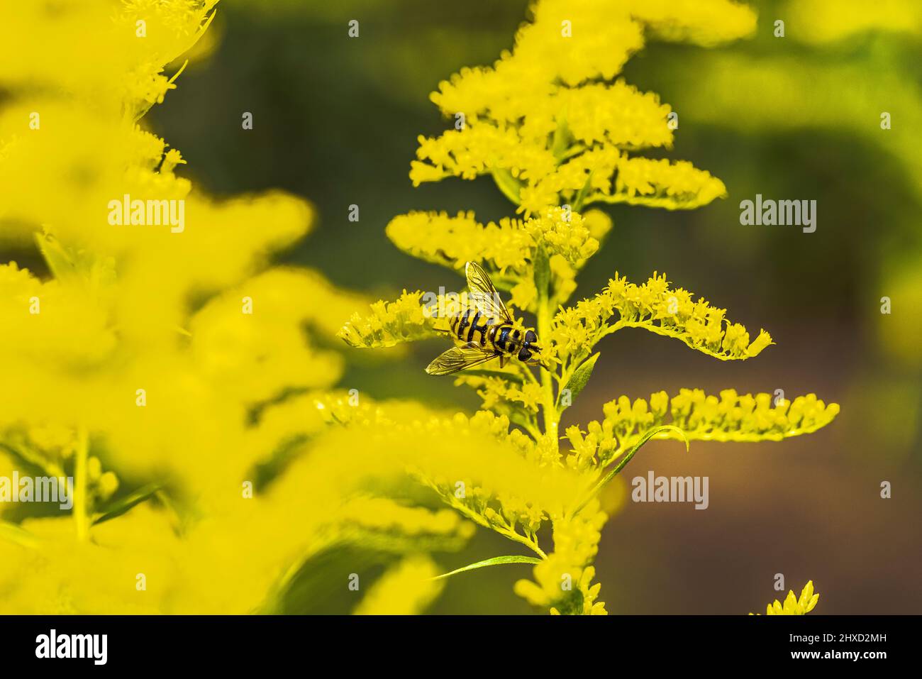 Goldenrod, also called Aaron's rod, insect Stock Photo - Alamy
