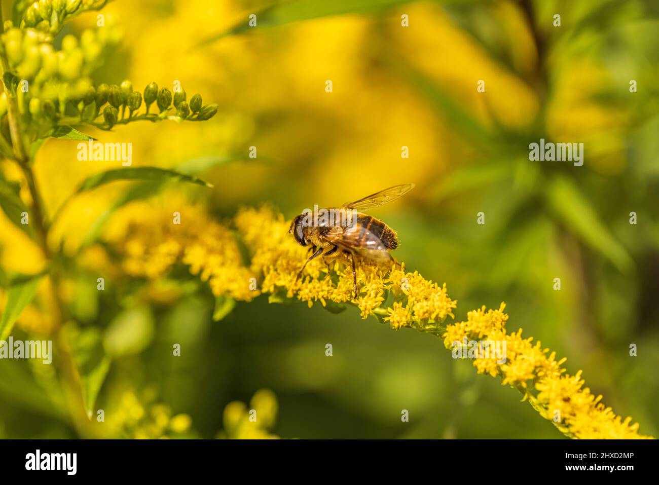 Goldenrod, also called Aaron's rod, insect Stock Photo - Alamy