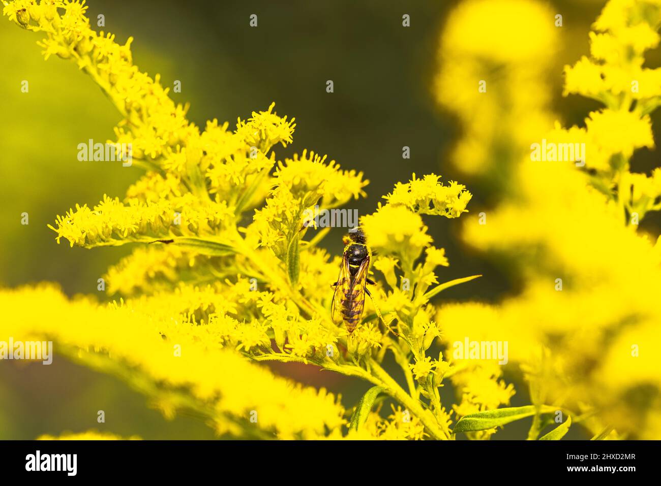 Aarons rod hi-res stock photography and images - Alamy