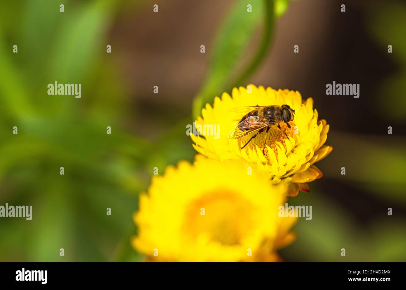 Straw flower, insect Stock Photo - Alamy