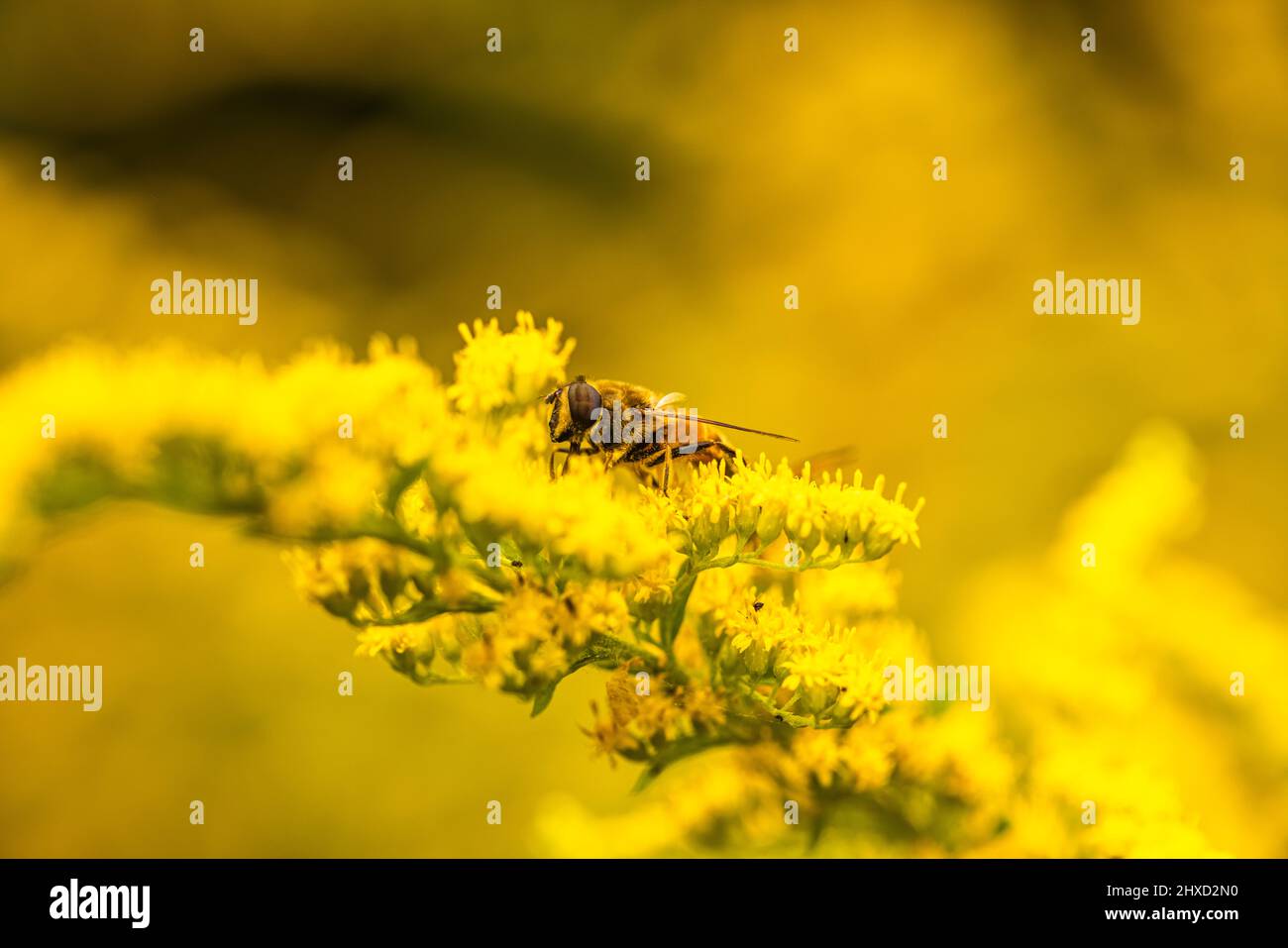 Goldenrod, also called Aaron's rod, insect Stock Photo - Alamy