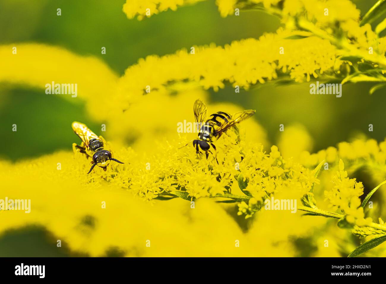 Goldenrod, also called Aaron's rod, insects Stock Photo - Alamy