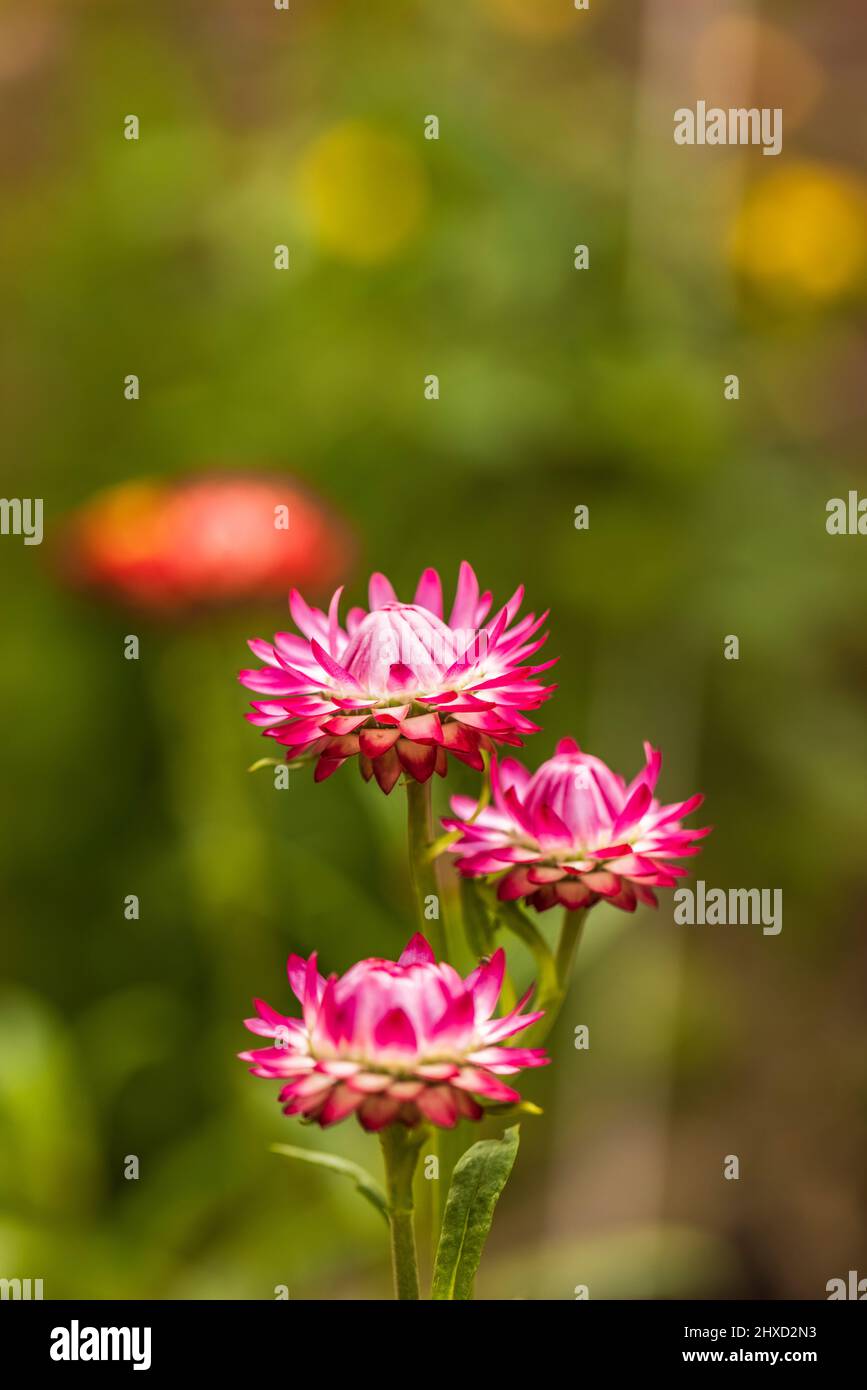 Close up view wasps outside hi-res stock photography and images - Alamy