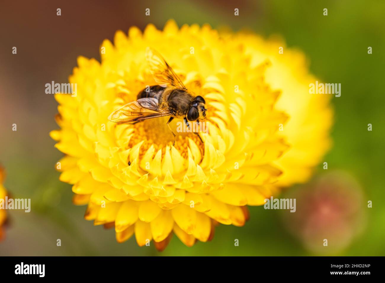 Close up view wasps outside hi-res stock photography and images - Alamy