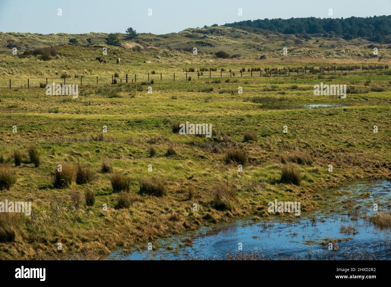 Wetland, Marshes, Holkham National Nature Reserve Stock Photo - Alamy
