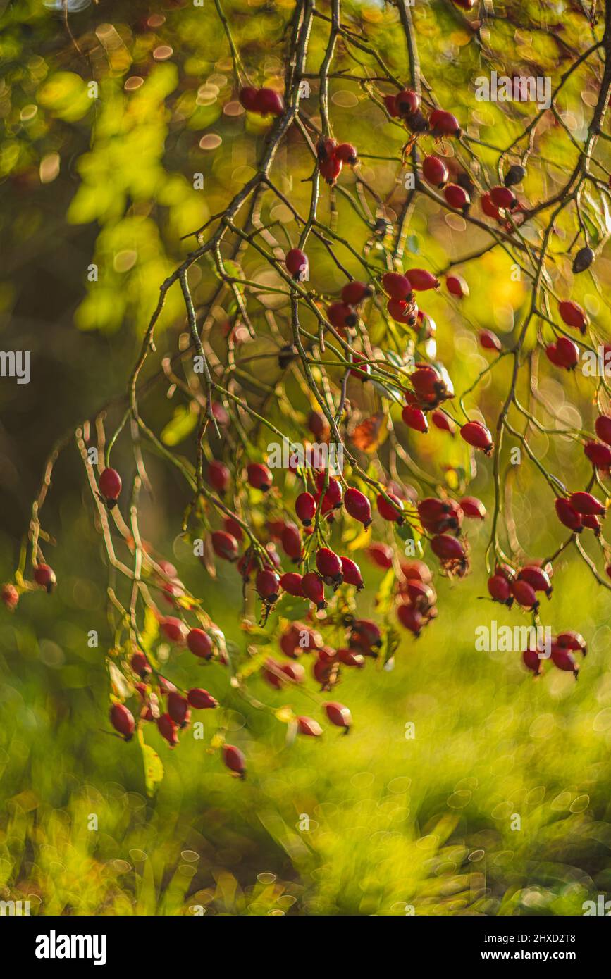 Vintage forest wallpaper hi-res stock photography and images - Alamy