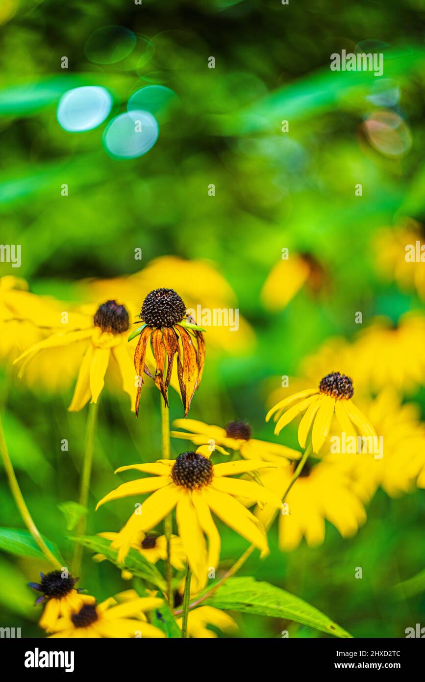 Perennial sunflower hi-res stock photography and images - Alamy