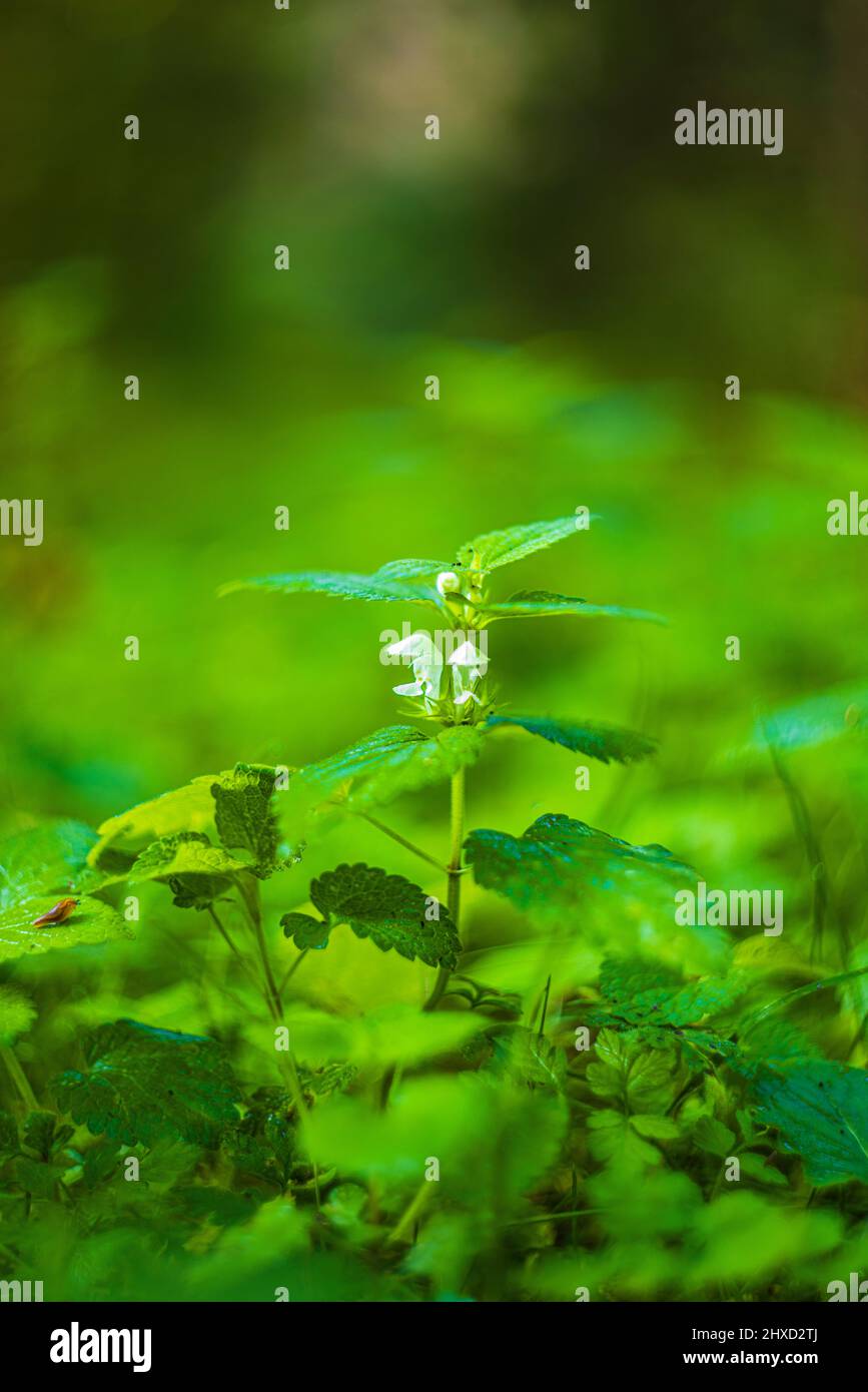 Forest life, white deadnettle (Lamium album Stock Photo - Alamy