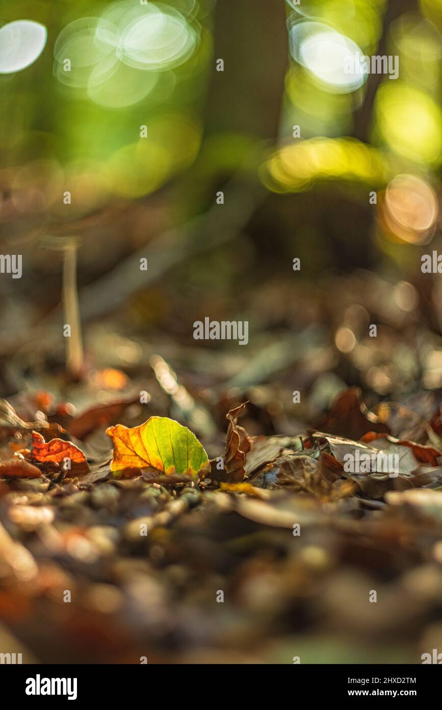 Leaf on forest floor, nature in detail, forest still life Stock Photo ...